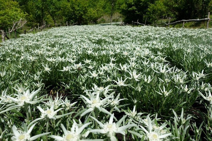 エーデルワイスが見頃を迎えます ‣ 中之条花楽の里